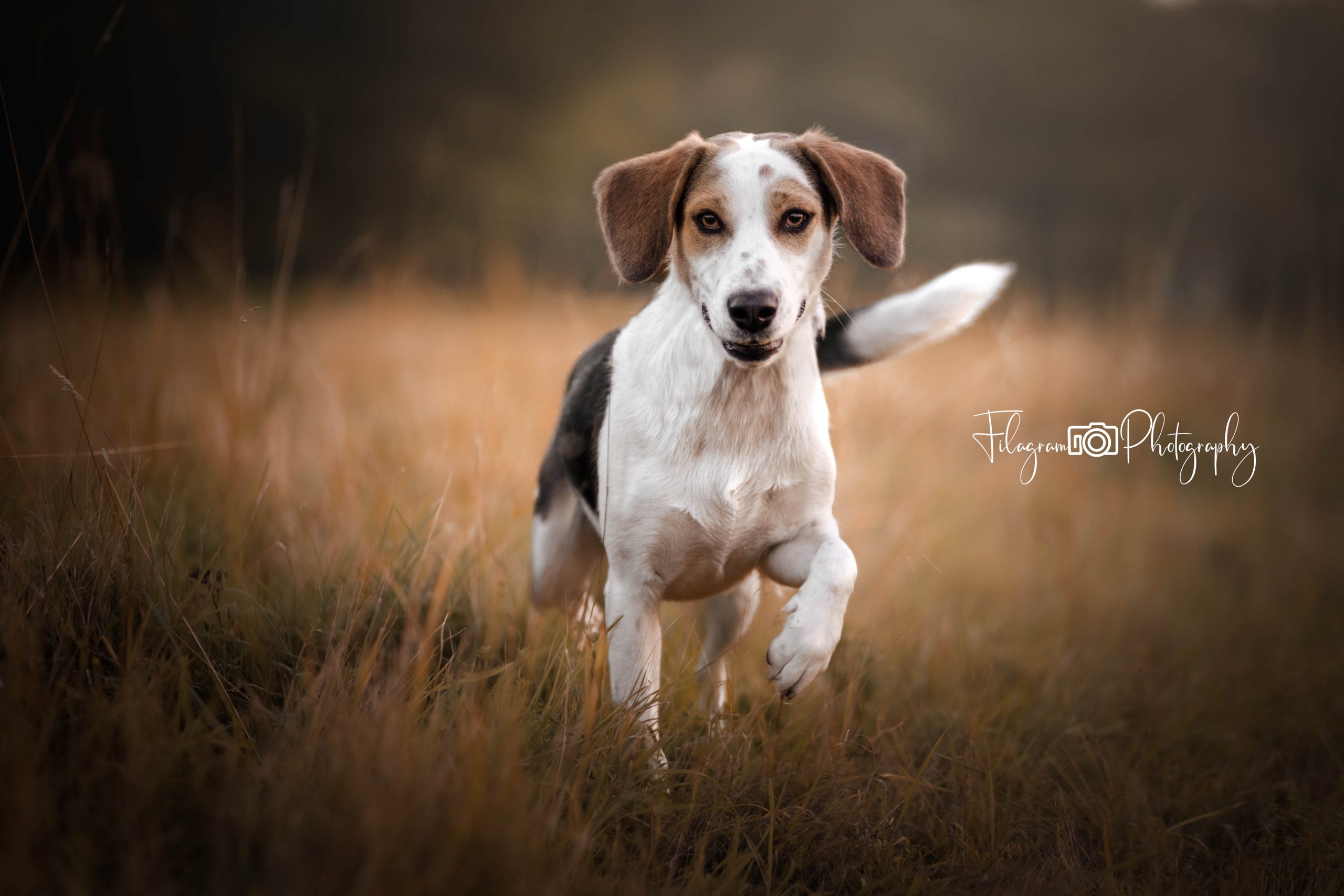 Portfolio Hundefotos Hundebilder Düsseldorf Kreis Heinsberg NRW