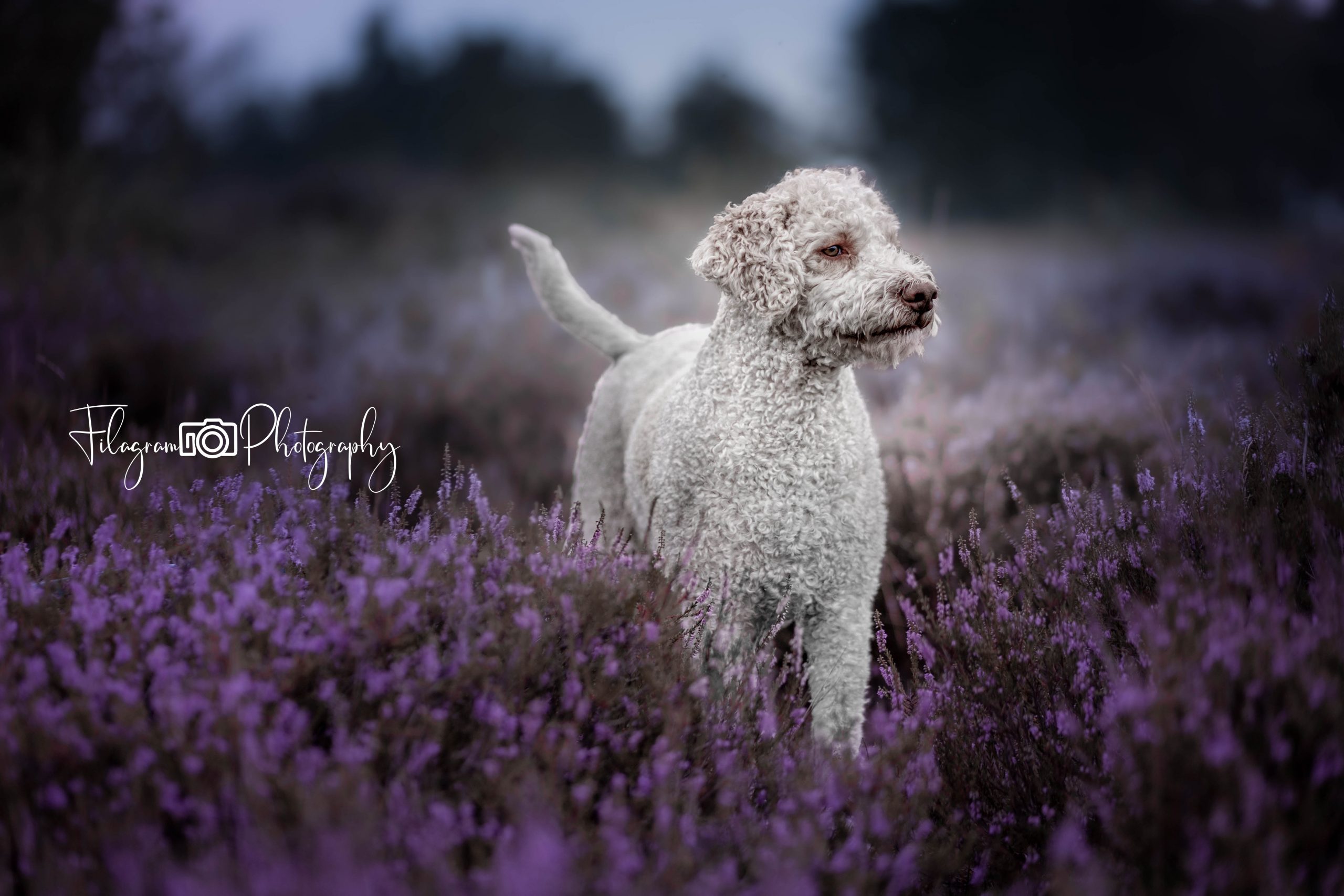 Portfolio Hundefotos Hundebilder Düsseldorf Kreis Heinsberg NRW